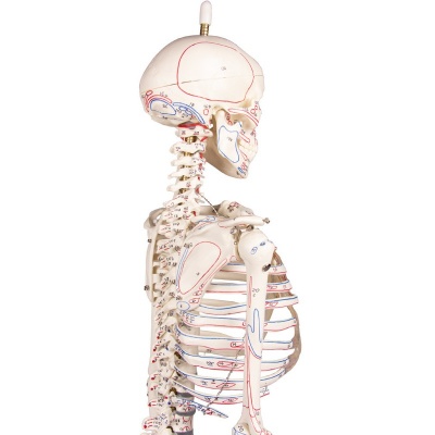 Mini Skeleton Models | Health and Care
